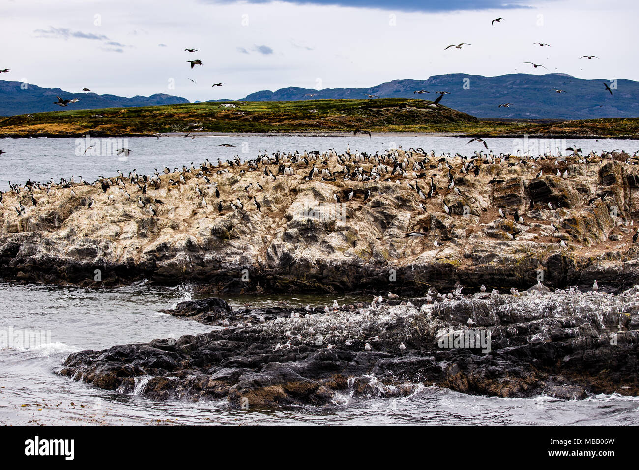Cormorant colony on an island at Ushuaia in the Beagle Channel Beagle ...
