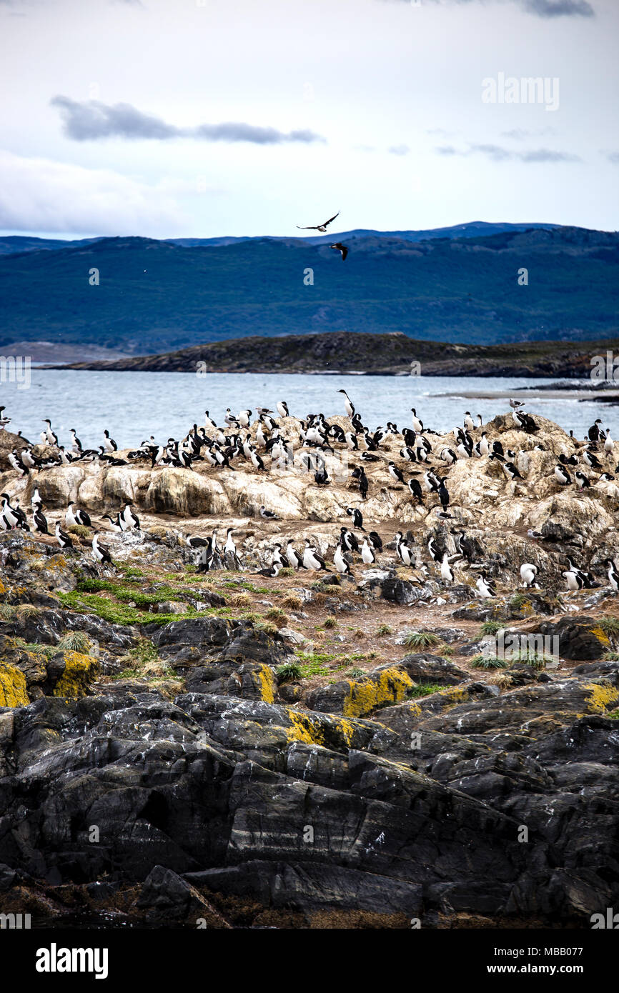 Cormorant colony on an island at Ushuaia in the Beagle Channel Beagle ...