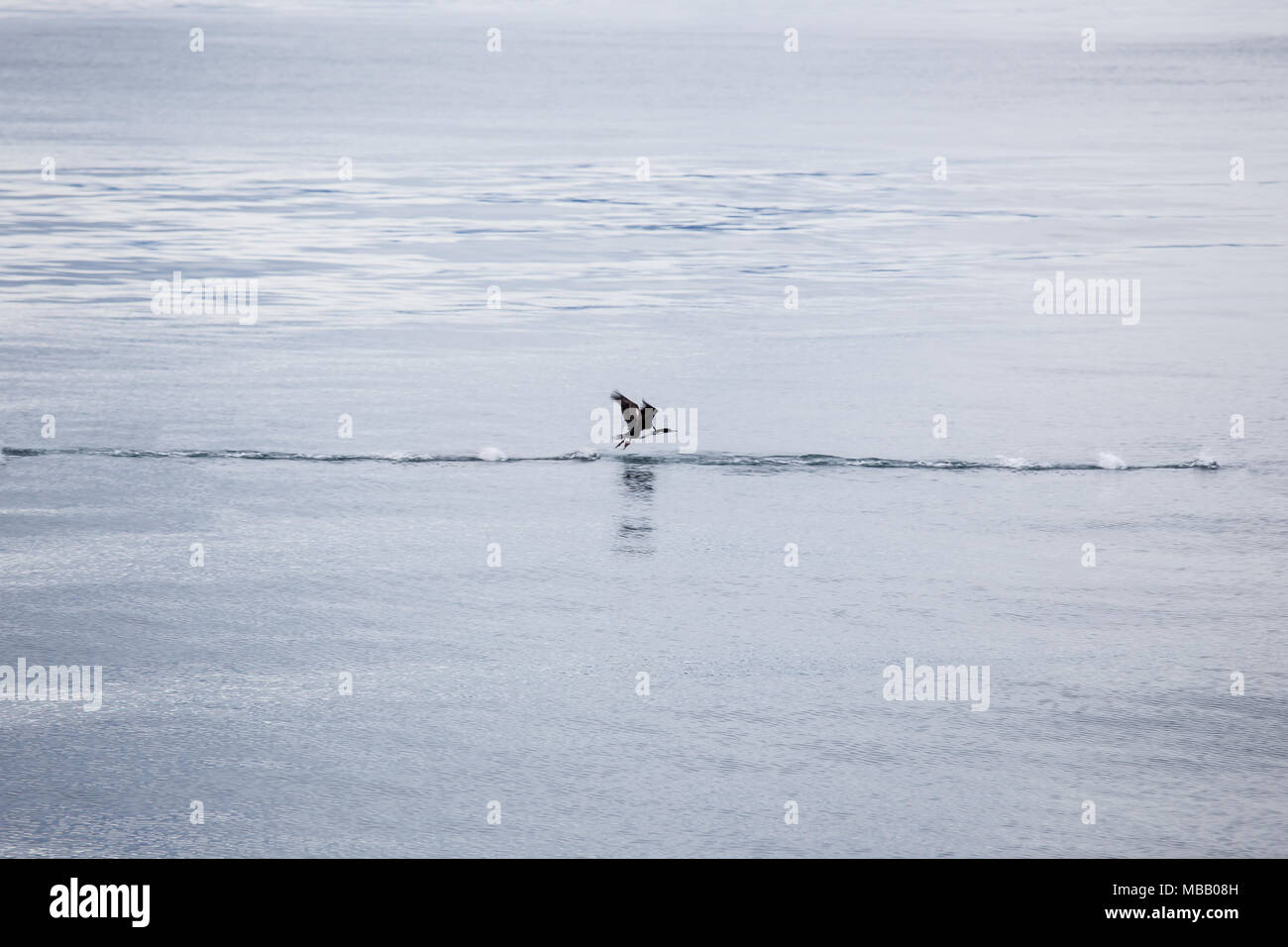 seagull flying just above the sea in the beagle channel, Patagonia ...