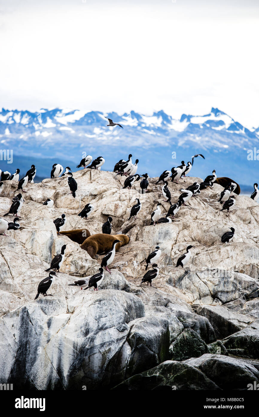 Cormorant colony on an island at Ushuaia in the Beagle Channel Beagle ...