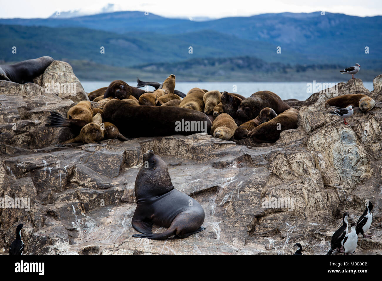 Cormorant colony on an island at Ushuaia in the Beagle Channel Beagle ...