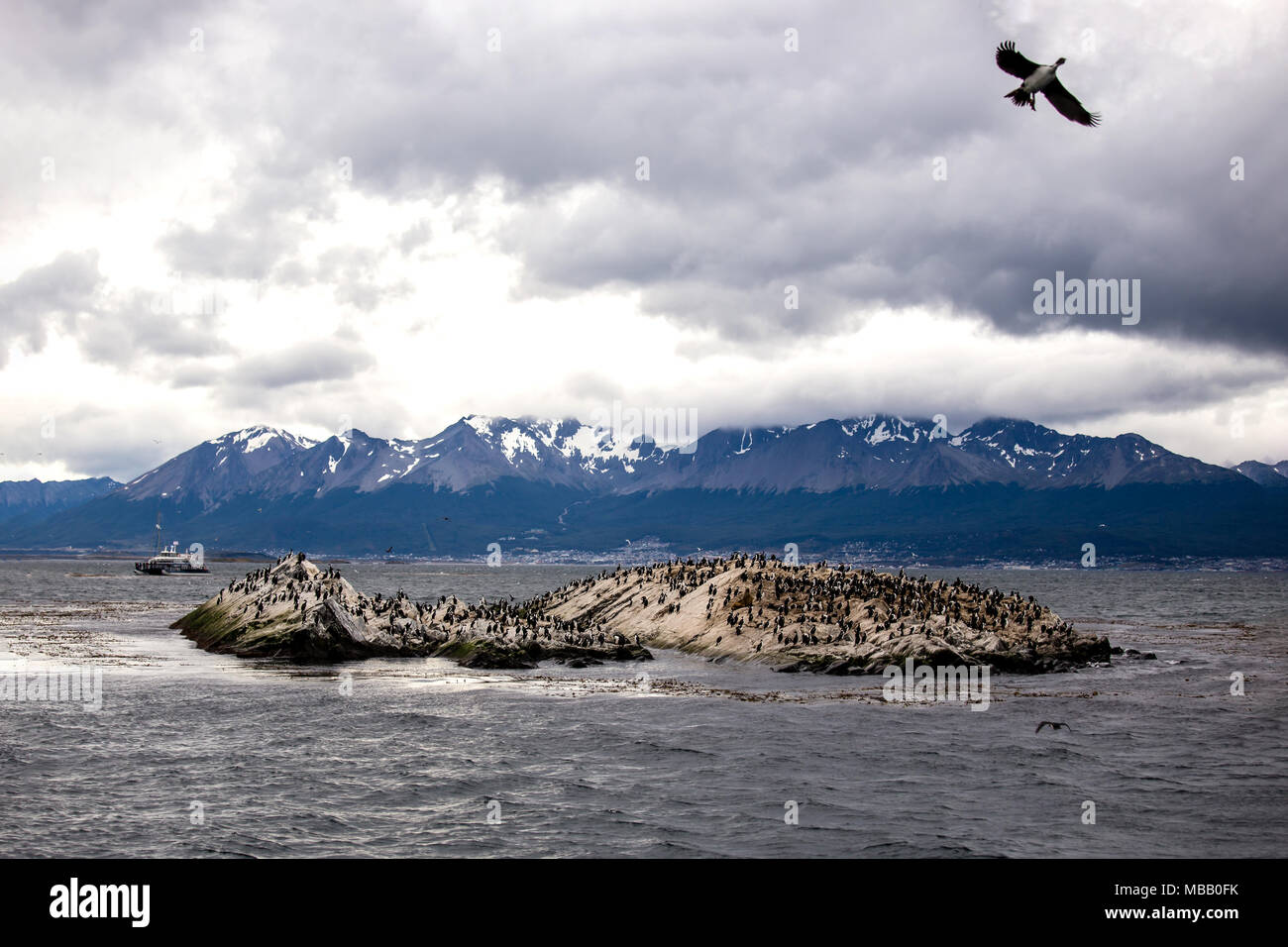 Cormorant colony on an island at Ushuaia in the Beagle Channel Beagle ...