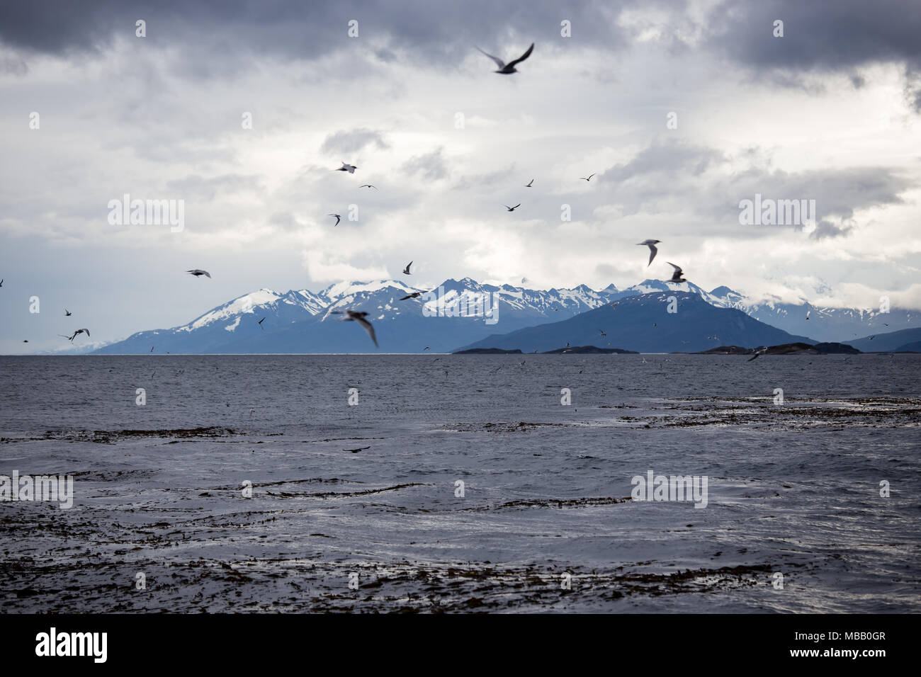 Cormorant colony on an island at Ushuaia in the Beagle Channel Beagle ...