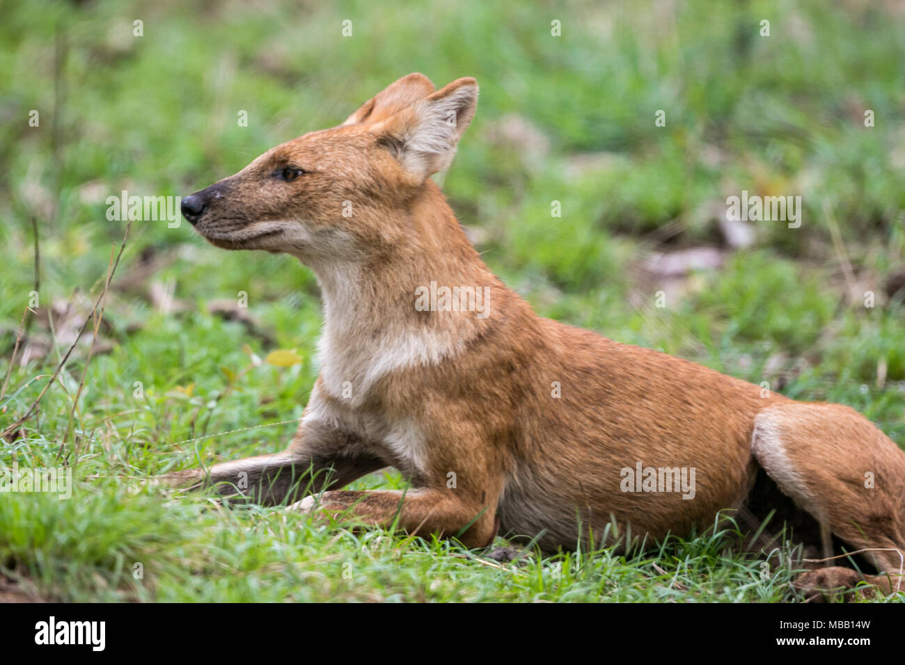 indian wild dogs aka Dhole (Cuon alpinus) inside Tadoba Andhari Tiger ...