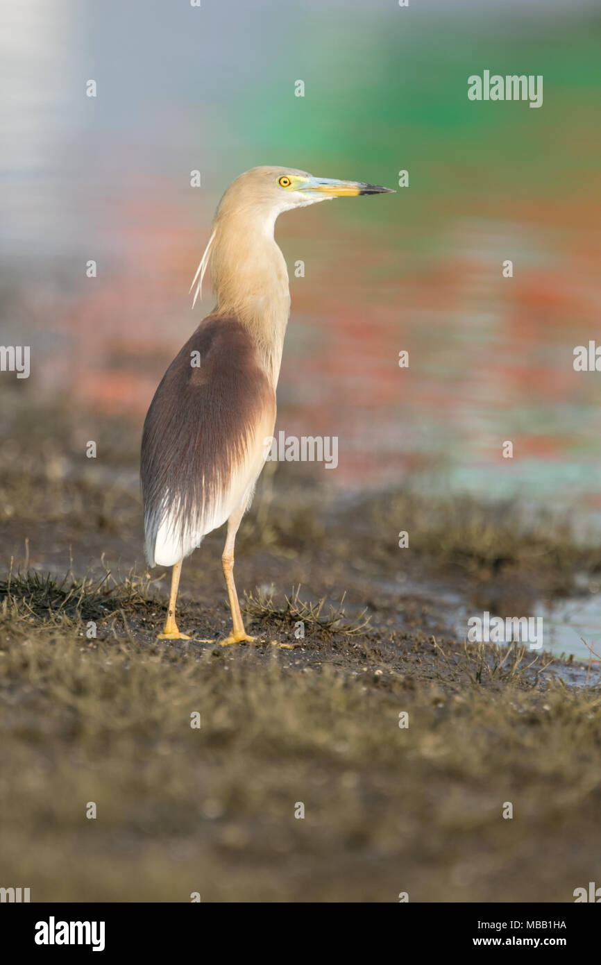 Birds of maharashtra hi-res stock photography and images - Alamy