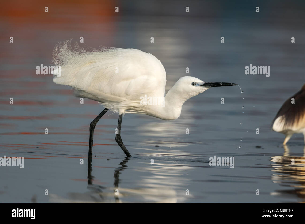 Birds around pune hi-res stock photography and images - Alamy