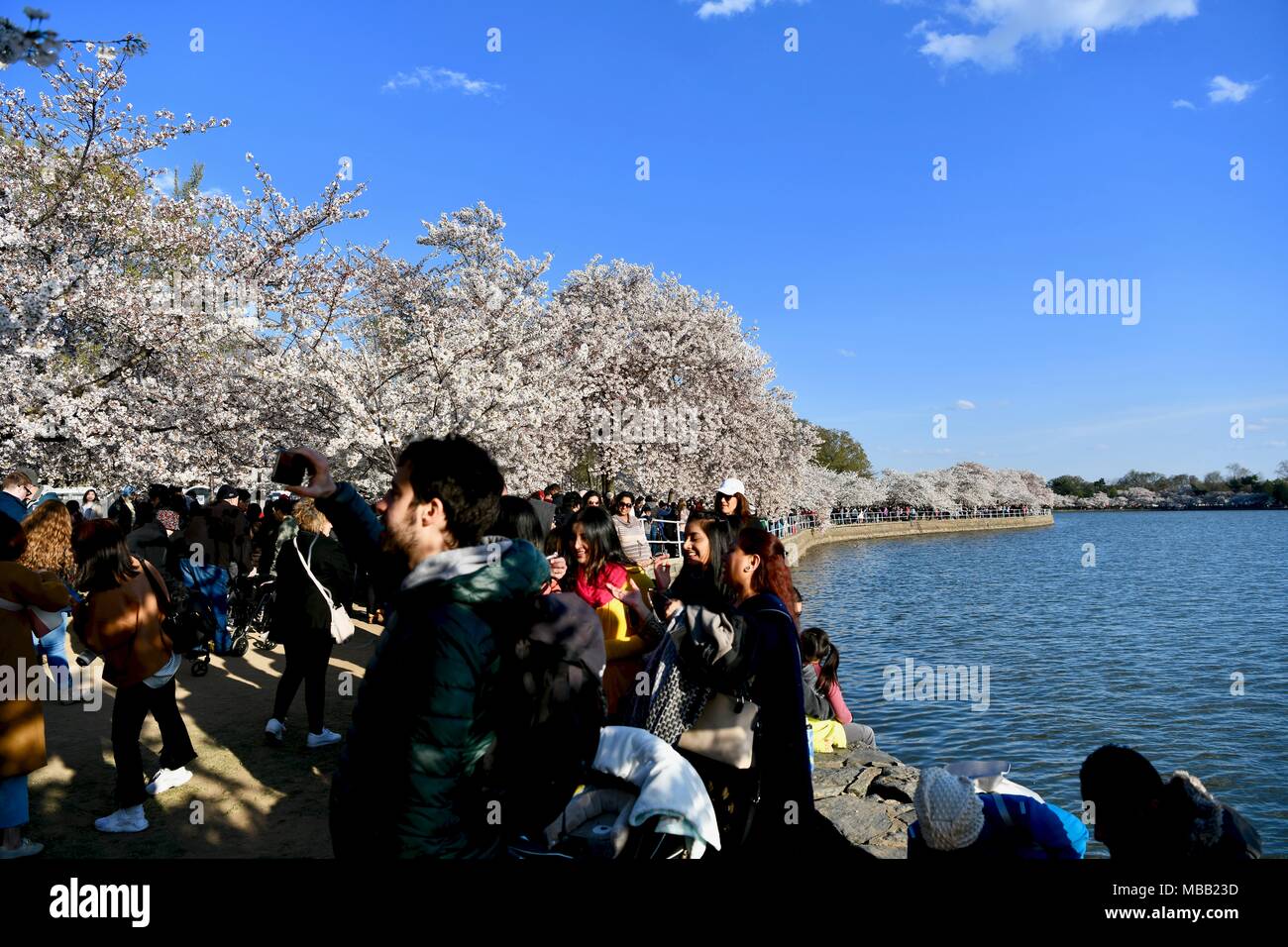 The Tidal Basin during peak bloom of the cherry blossom festival ...