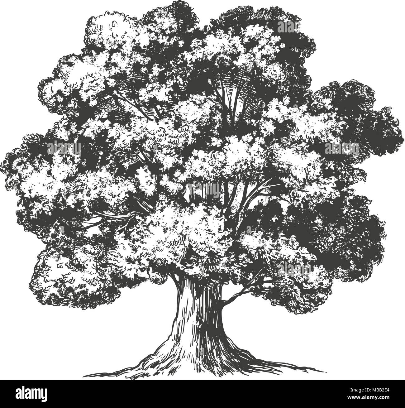 Tree hand drawn vector illustration realistic sketch Stock Vector Image ...