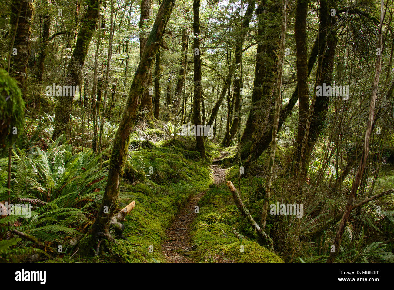 Jungle forest new zealand south island hi-res stock photography and ...