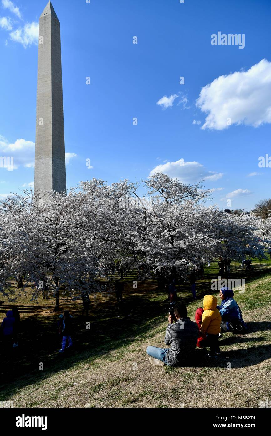 Peak bloom at the cherry blossom festival in Washington DC, USA Stock ...