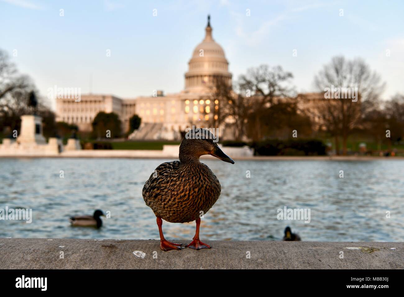 Mallard duck in front of capital building hi-res stock photography and ...
