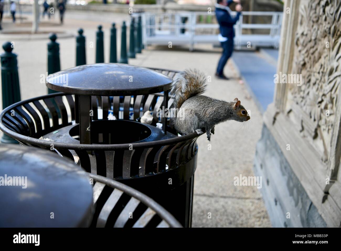 Eastern gray squirrel (Sciurus carolinensis) in a trash bin in ...