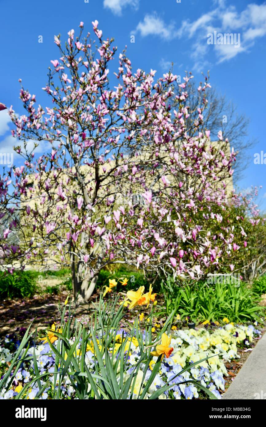 Washington flowering tree hi-res stock photography and images - Alamy