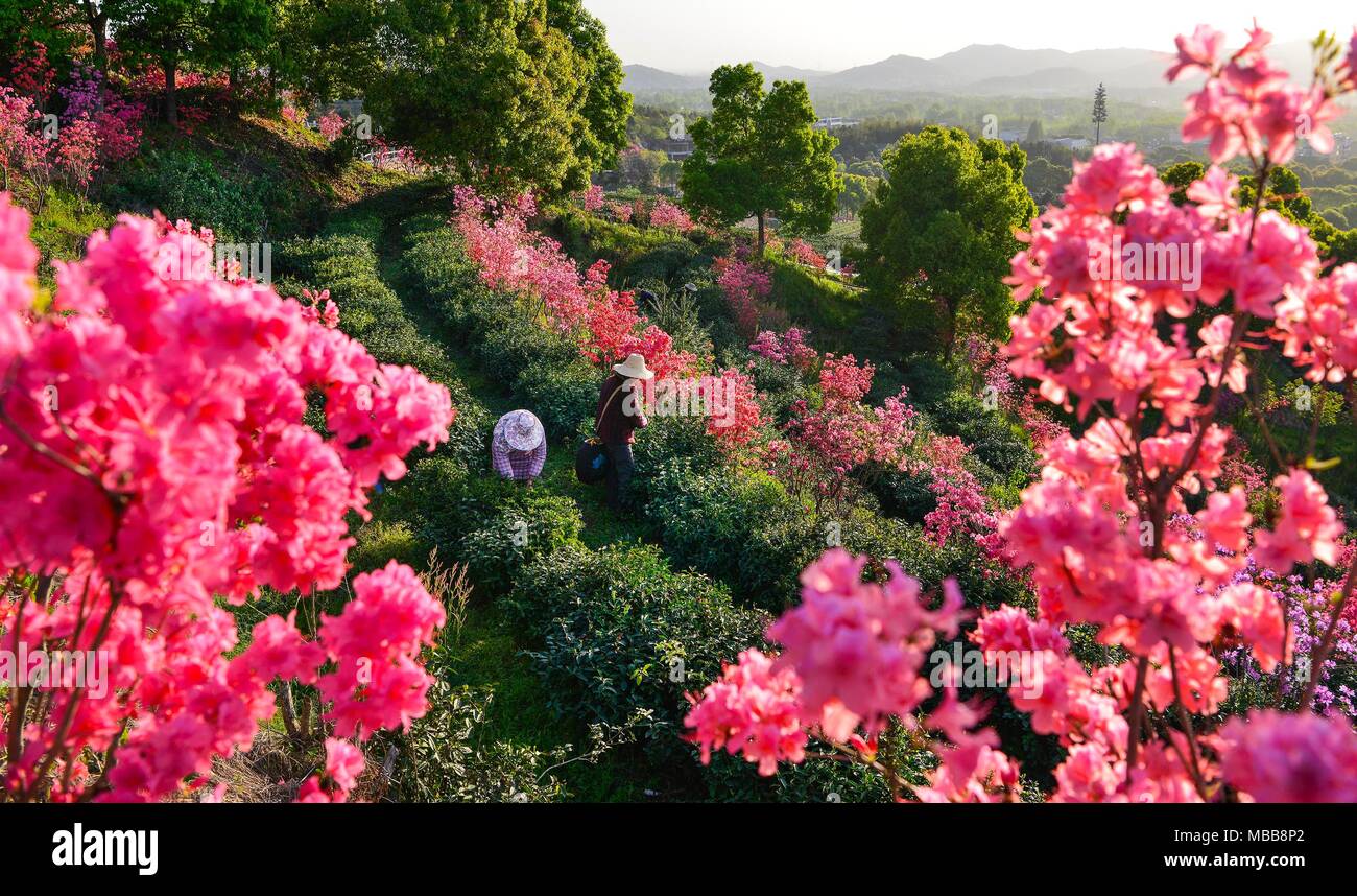 Shucheng, Shucheng County of east China's Anhui Province. 7th Apr, 2018 ...