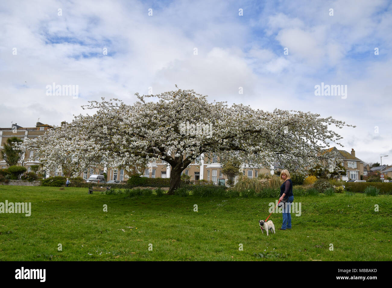 Pug dog being walked infront of a large blossom tree Stock Photo - Alamy
