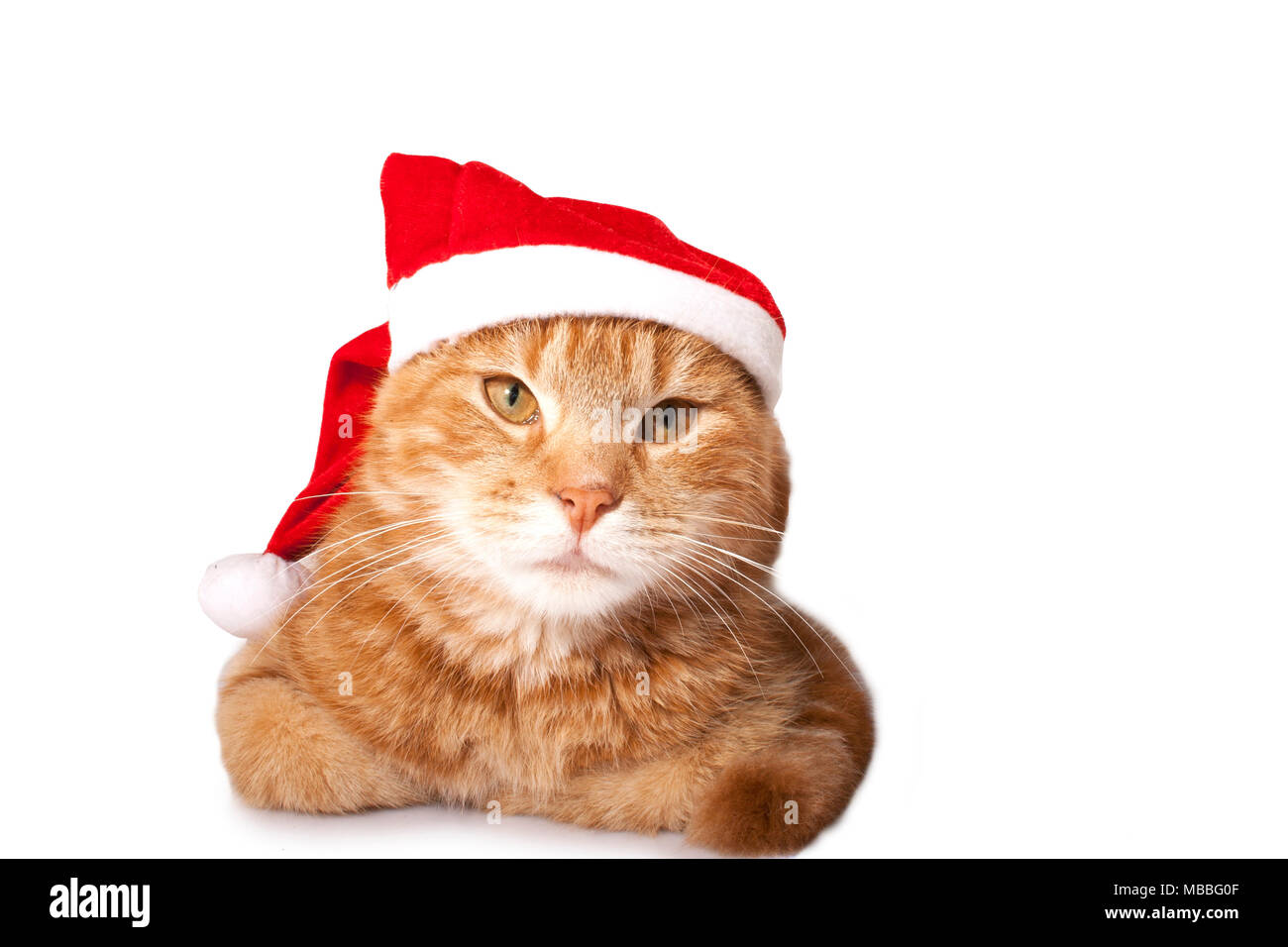 Ginger funny hi-res stock photography and images - Alamy