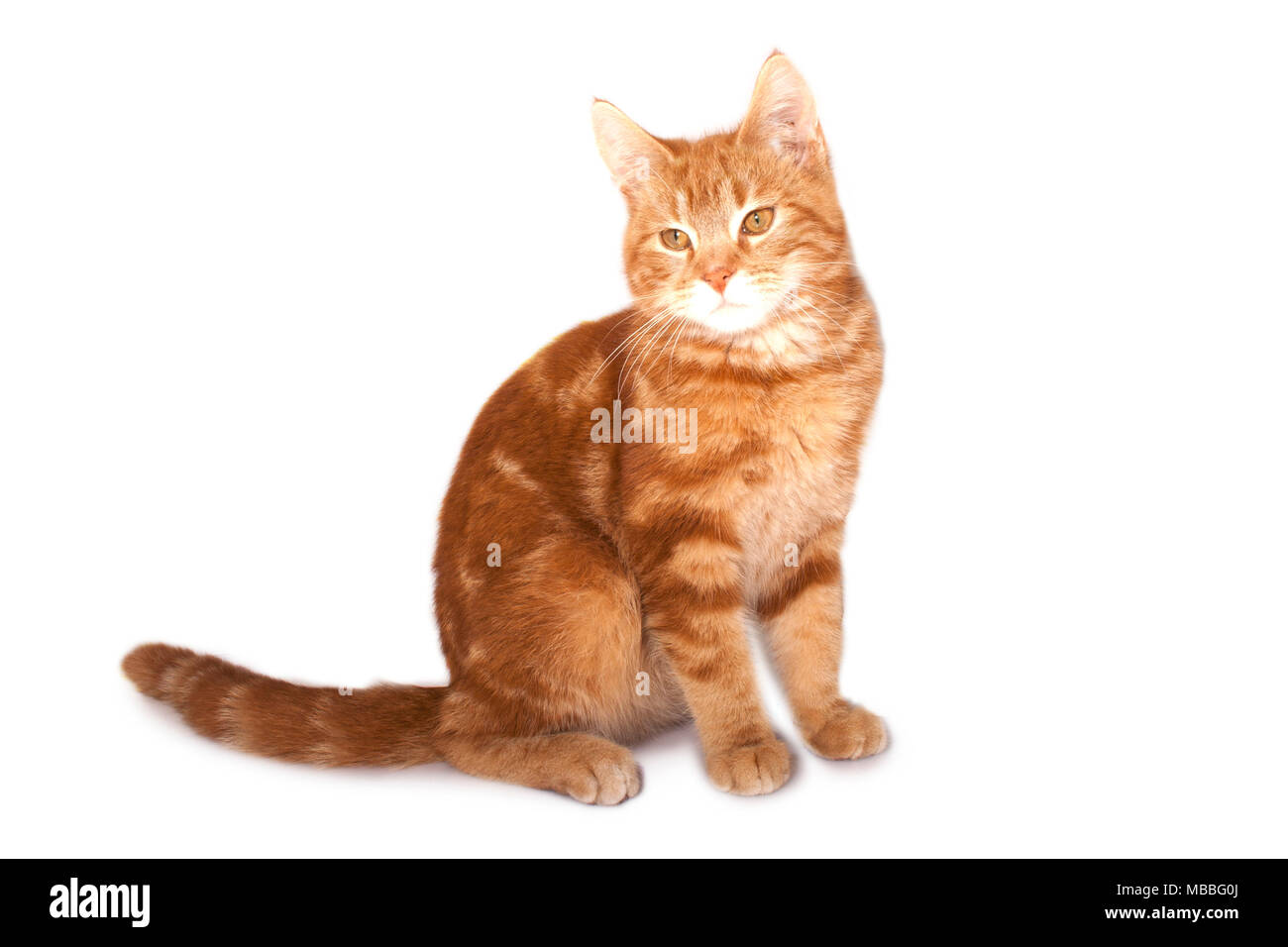 ginger funny cat isolated on a white background Stock Photo - Alamy