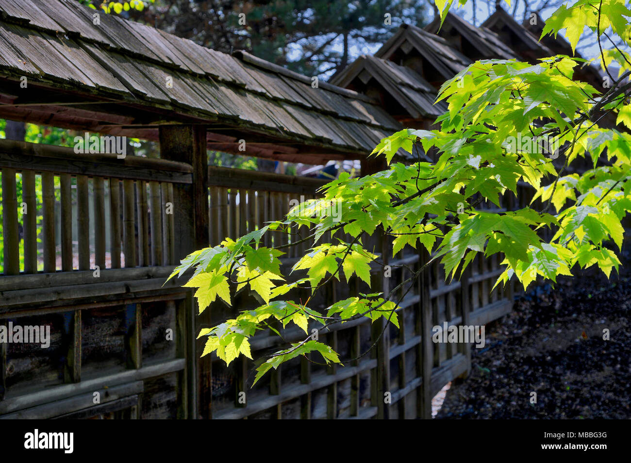 Japanese maple park hi-res stock photography and images - Alamy