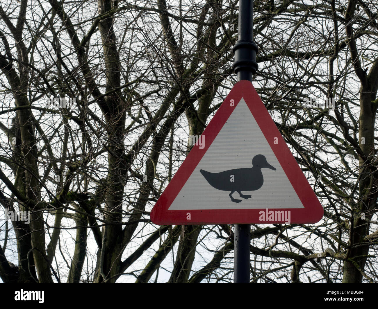 Warning ducks crossing uk road sign hi-res stock photography and images ...
