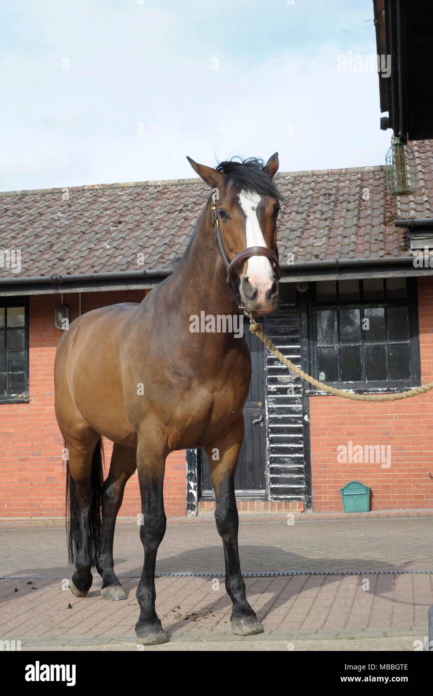 Coloured horse in stable hi-res stock photography and images - Alamy
