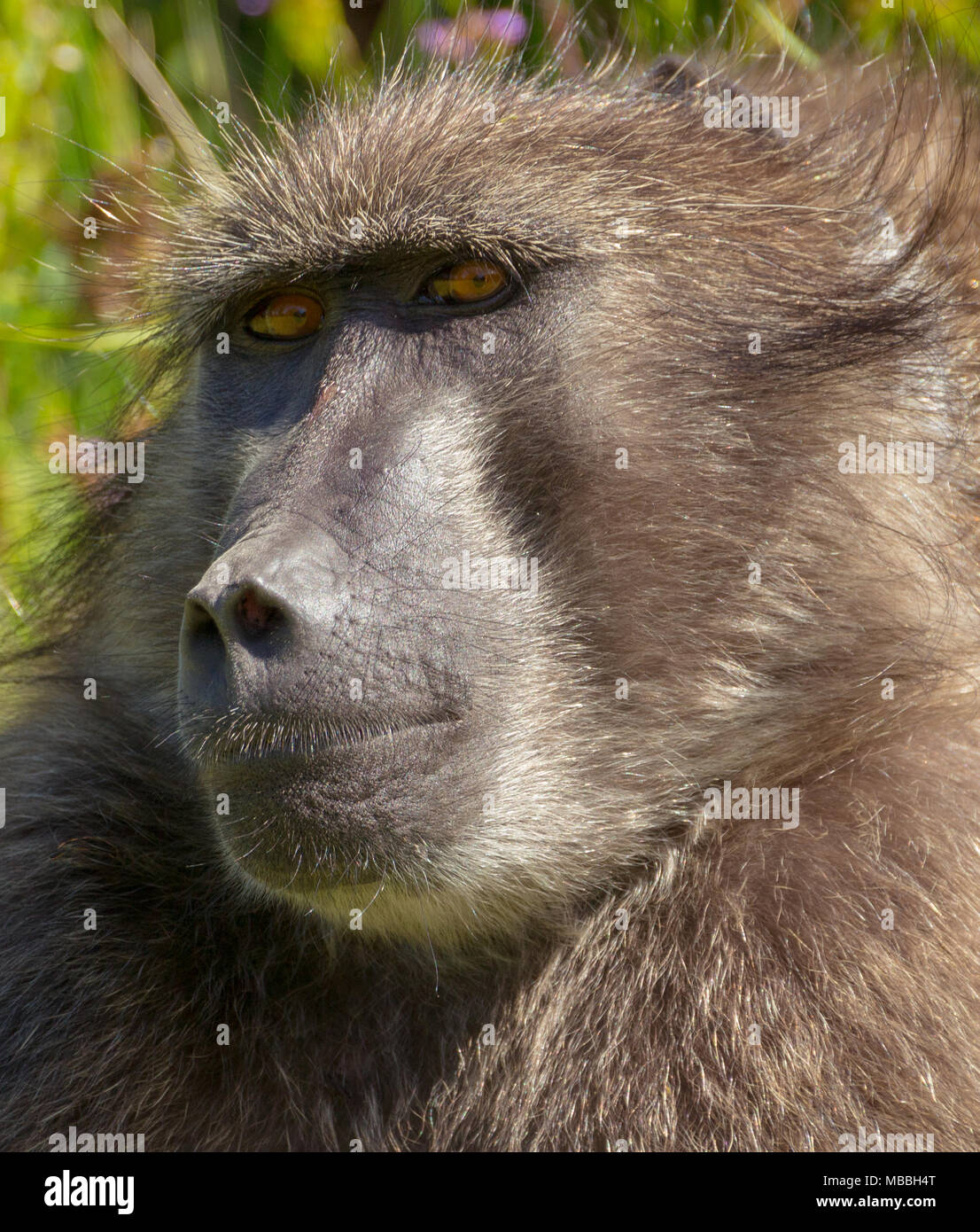 Baboon family hi-res stock photography and images - Alamy