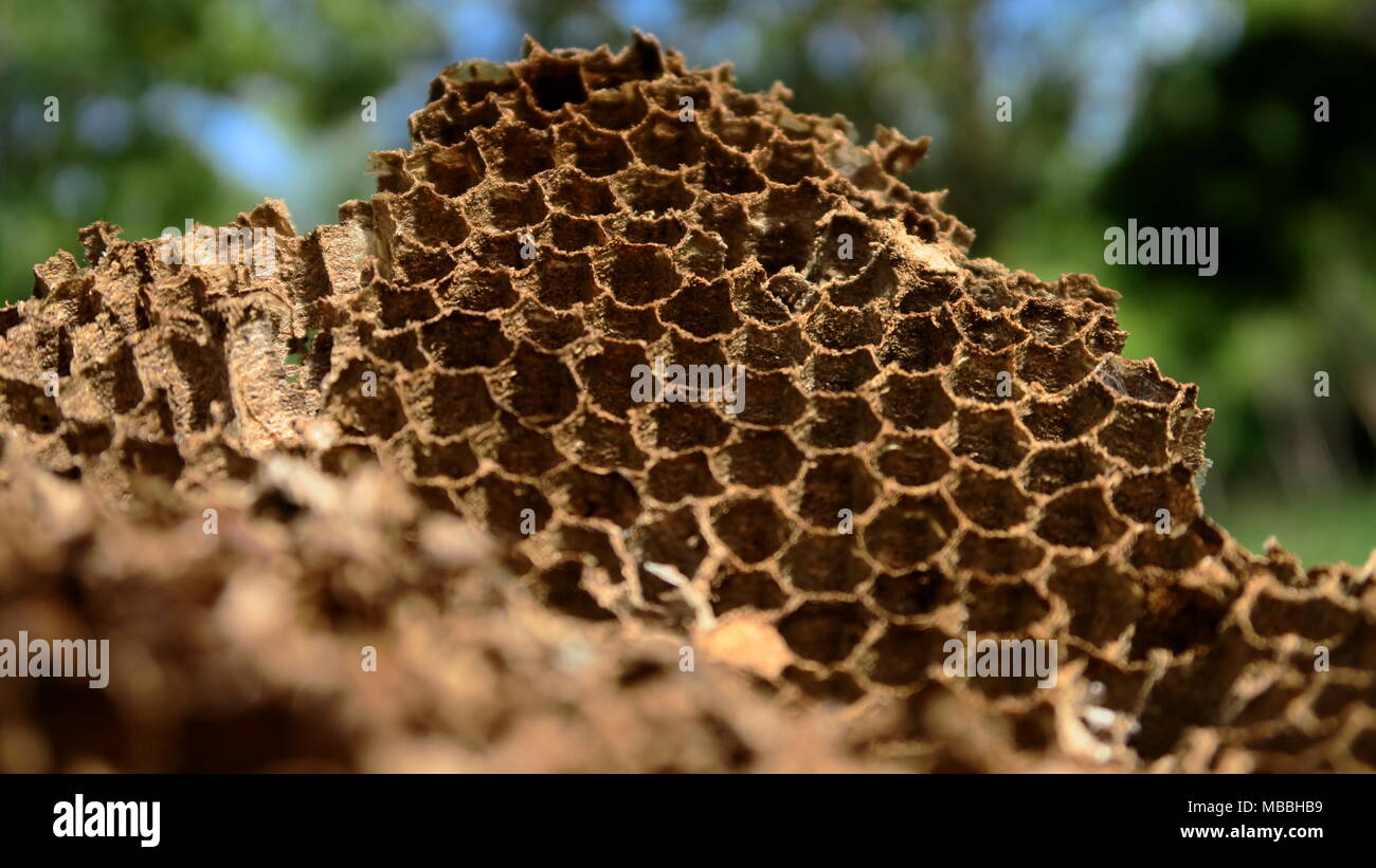 Abandoned wasp nest in forest Stock Photo - Alamy
