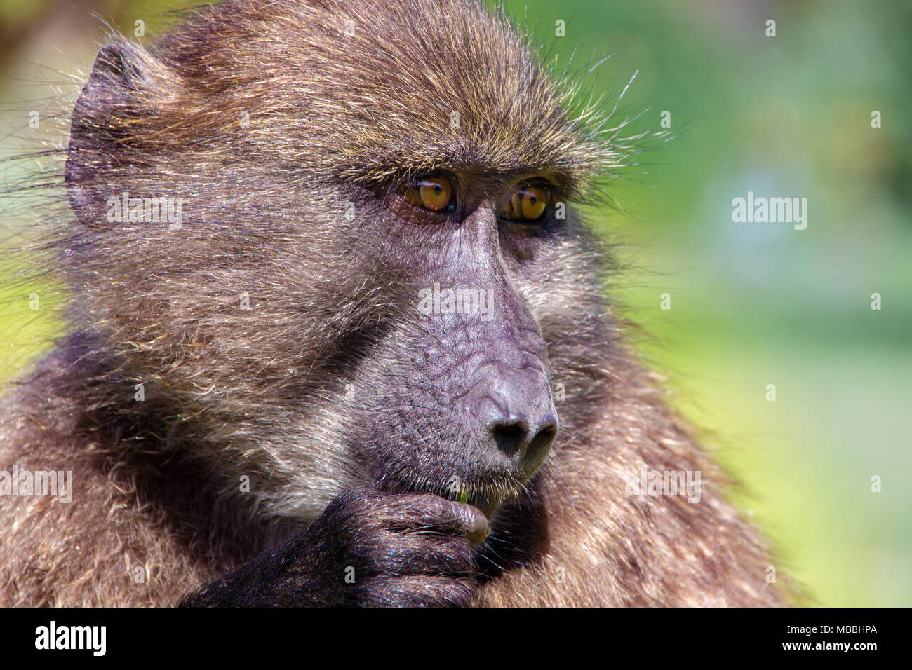 Baboons south africa hi-res stock photography and images - Alamy