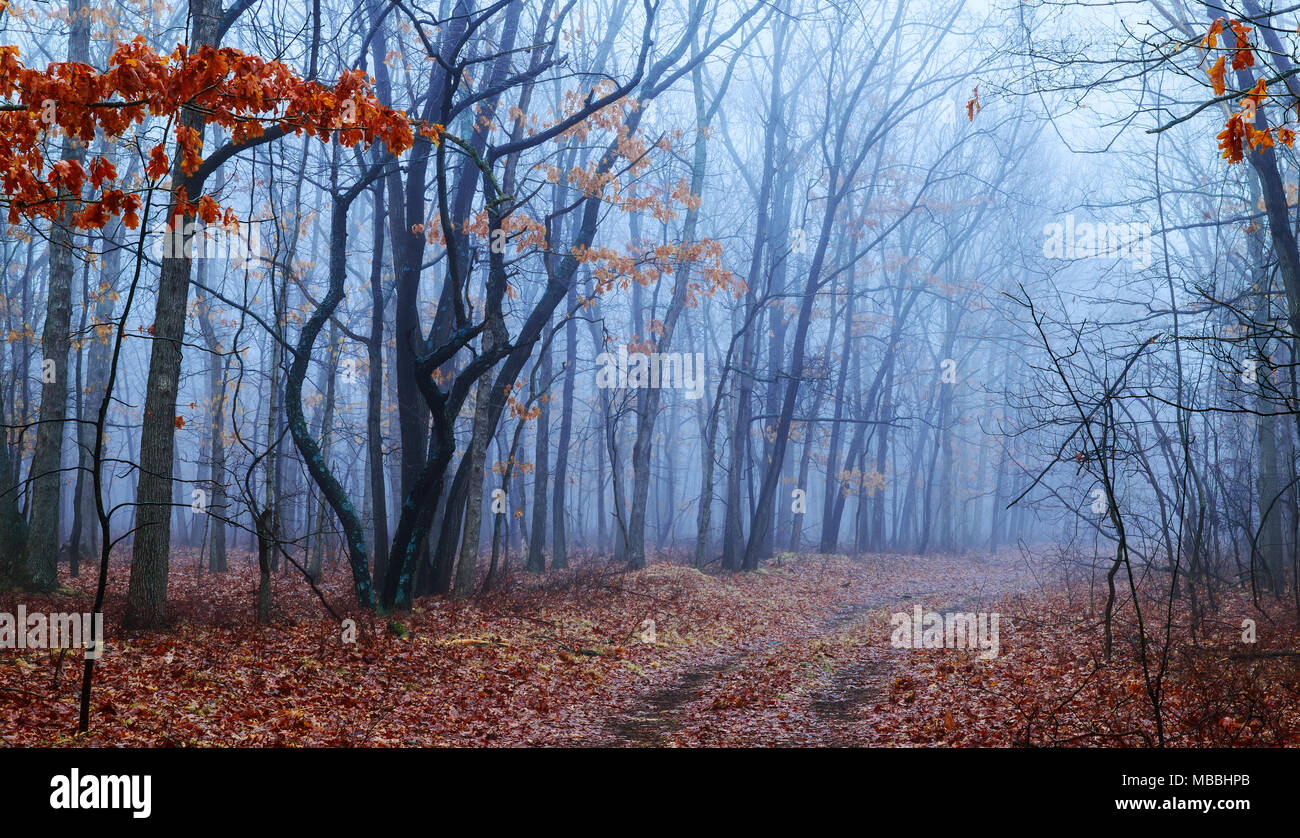Light through the fog hi-res stock photography and images - Alamy