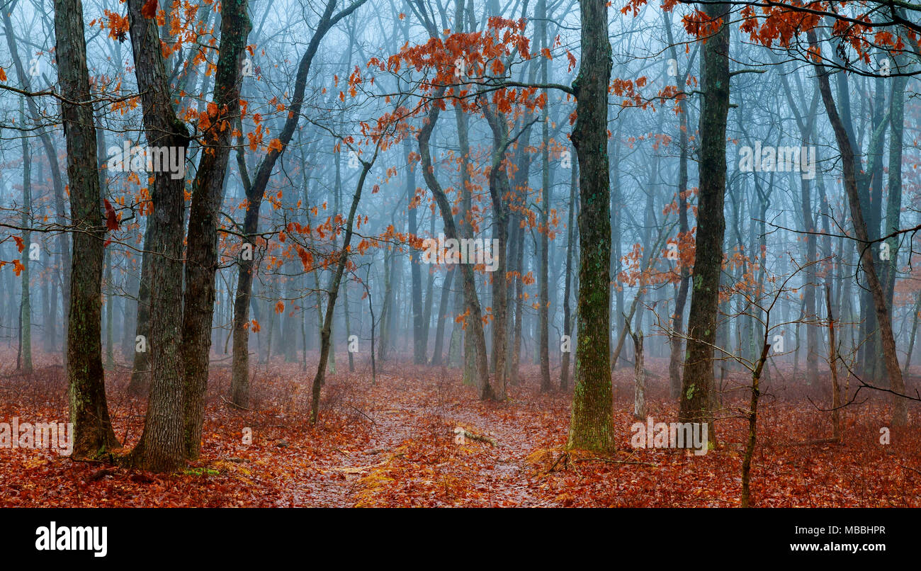 Meadow covered in golden morning light and fog horror scene of a dark ...