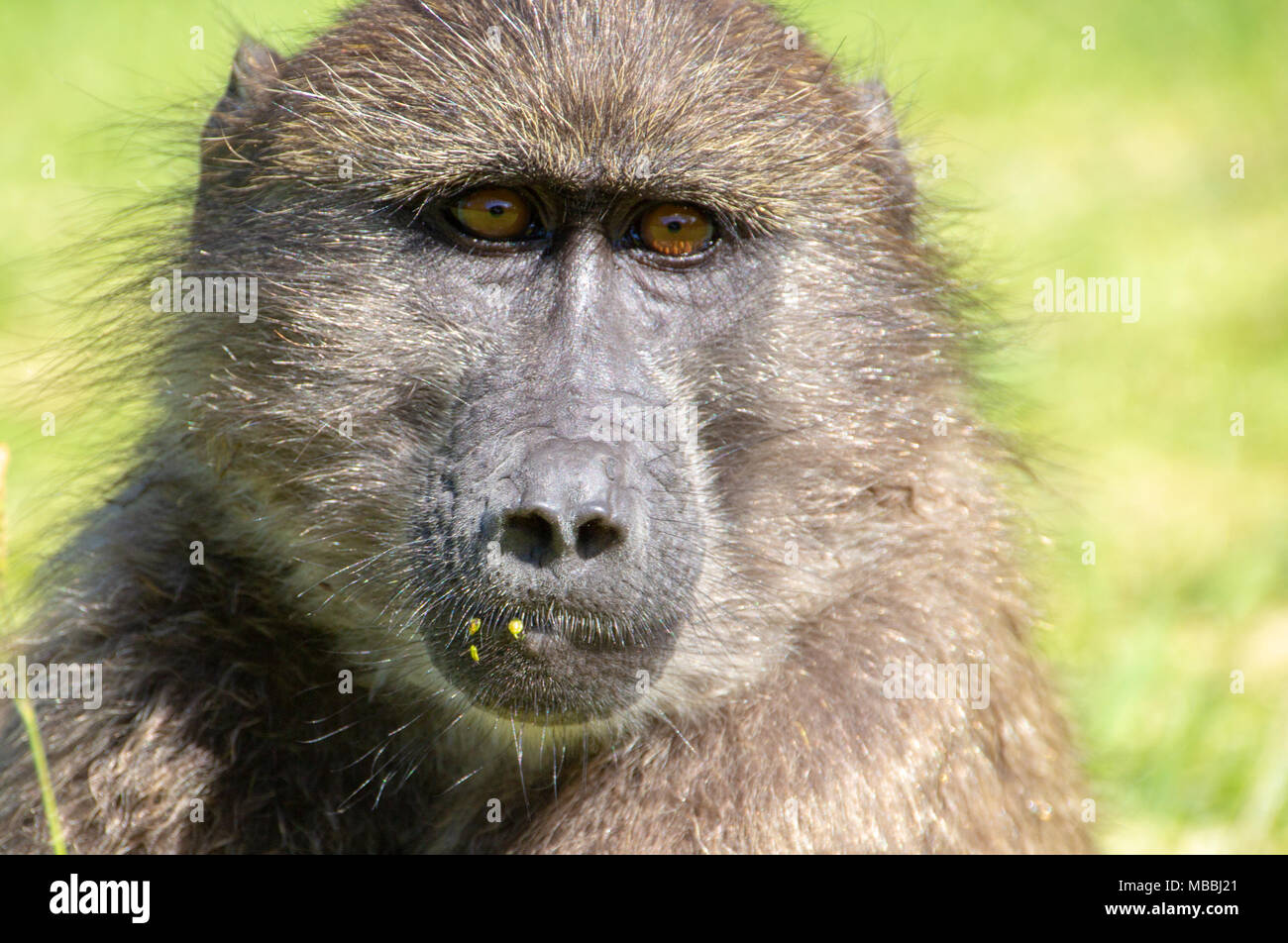 Baboon nose hi-res stock photography and images - Alamy