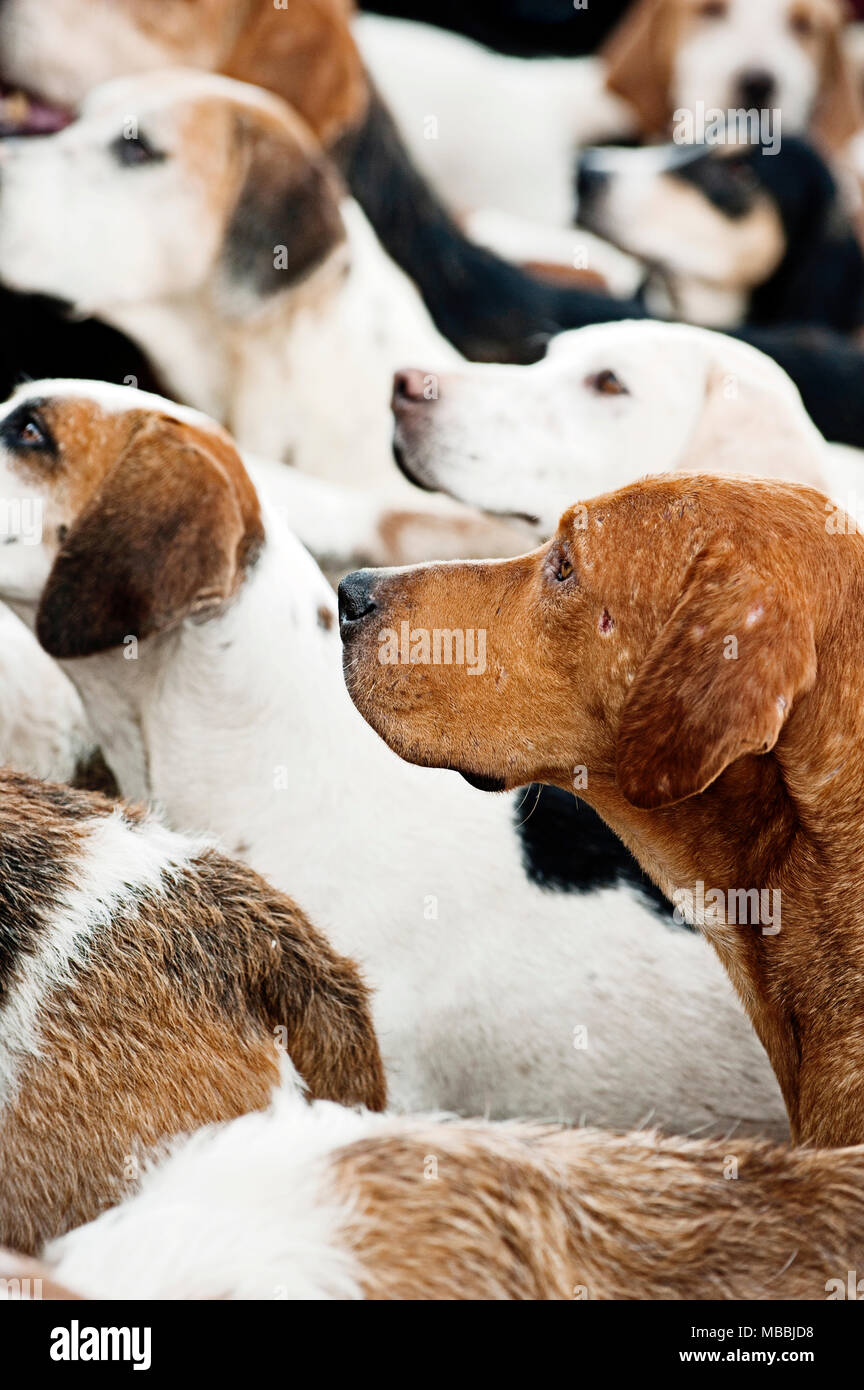 Hounds fox hunting wales uk hi-res stock photography and images - Alamy