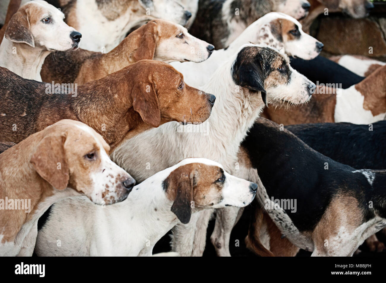 Foxhounds awaiting the New Year's Hunt with the Banwen Miner's Hunt ...