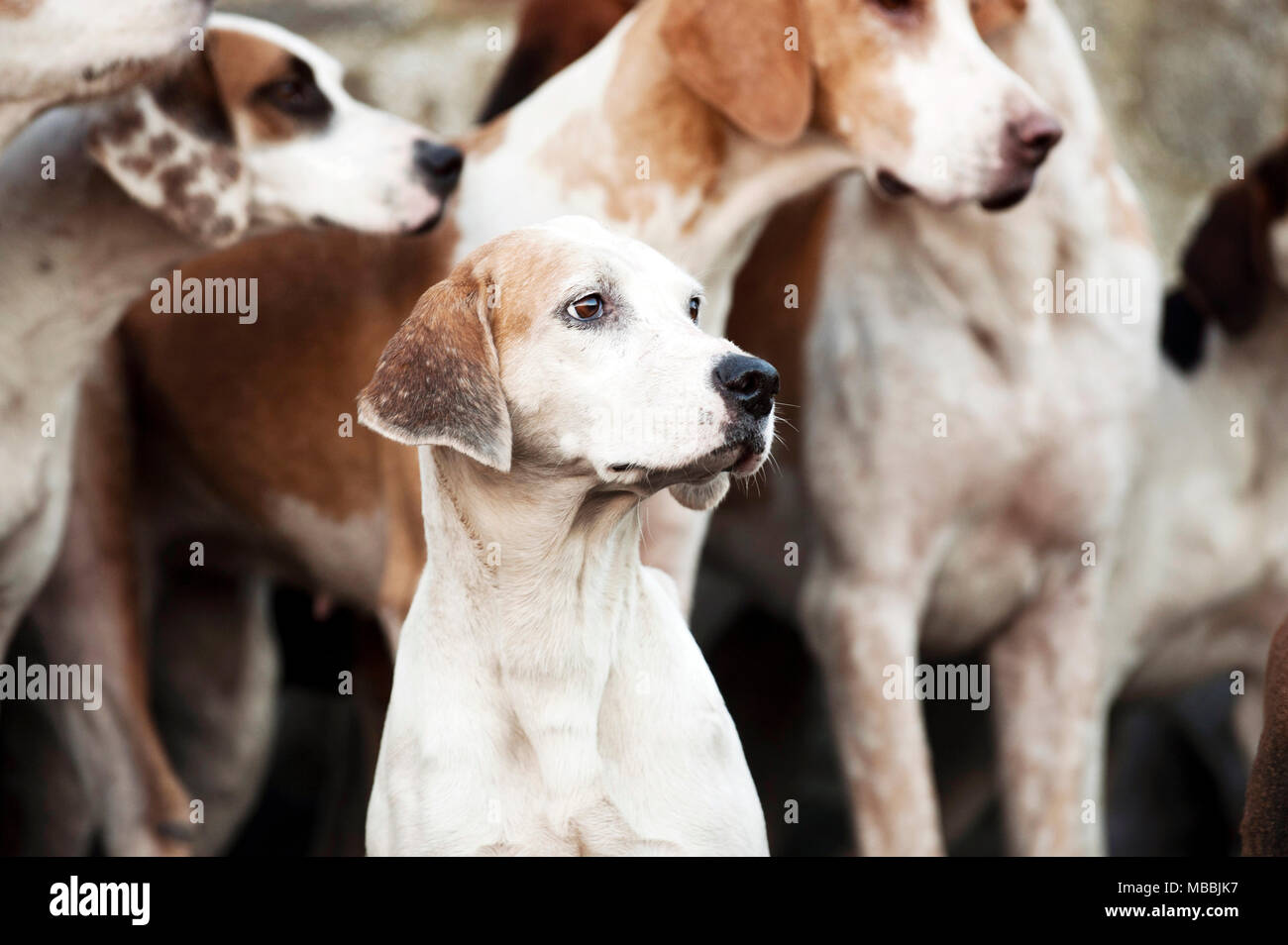 Welsh Fox Hounds High Resolution Stock Photography and Images - Alamy