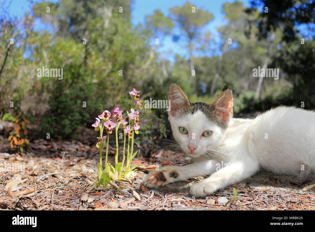 young domestic cat, van, lying on the floor close to a wild orchid ...
