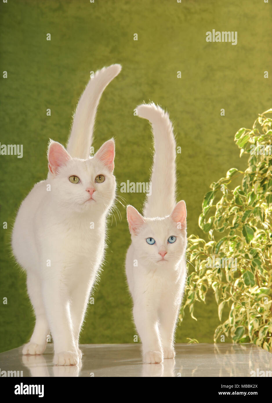 white cat and white kitten walking Stock Photo - Alamy