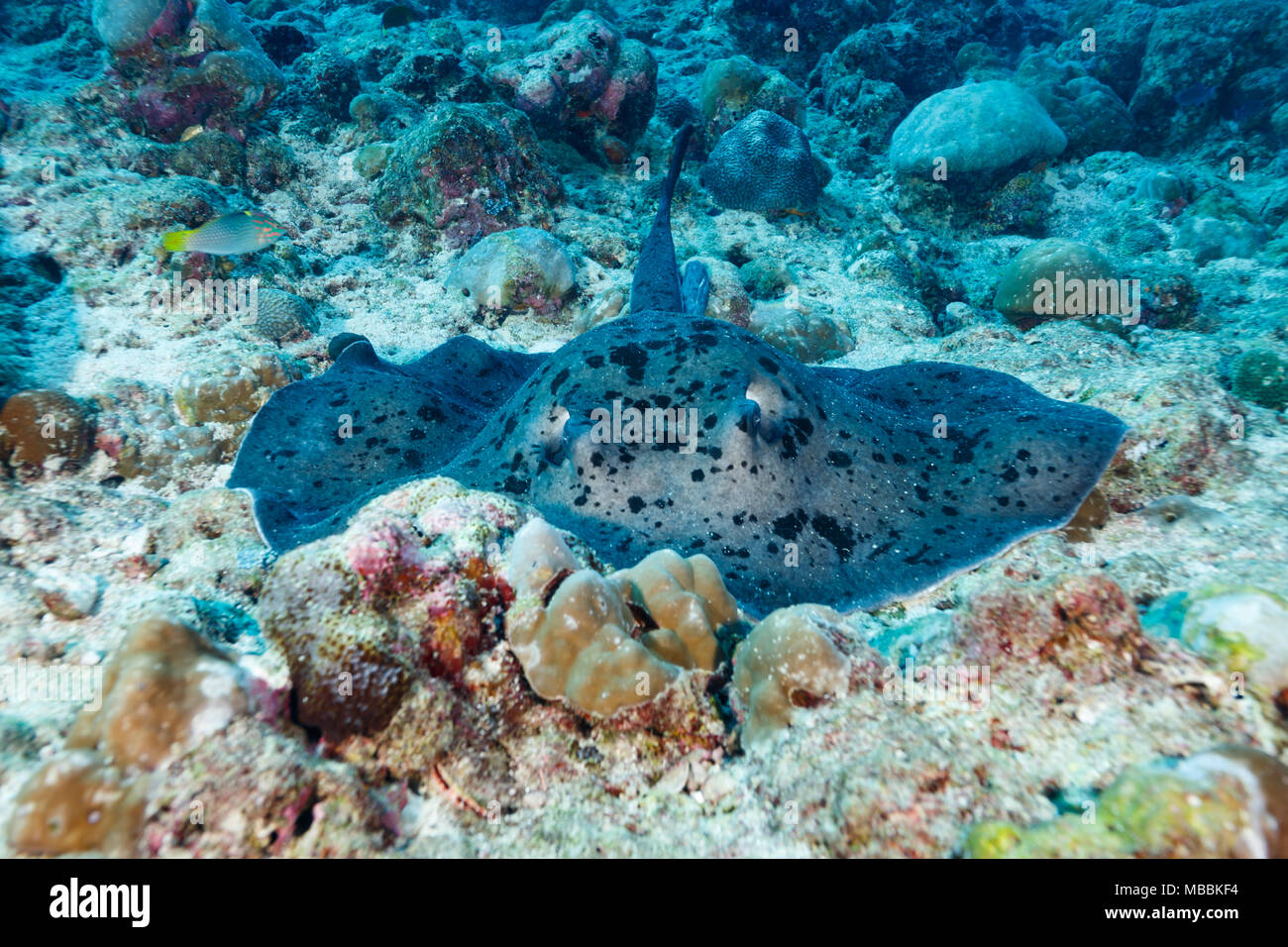 Giant spotted, stingray, Taeniurops meyeni, swimming on coral reef ...