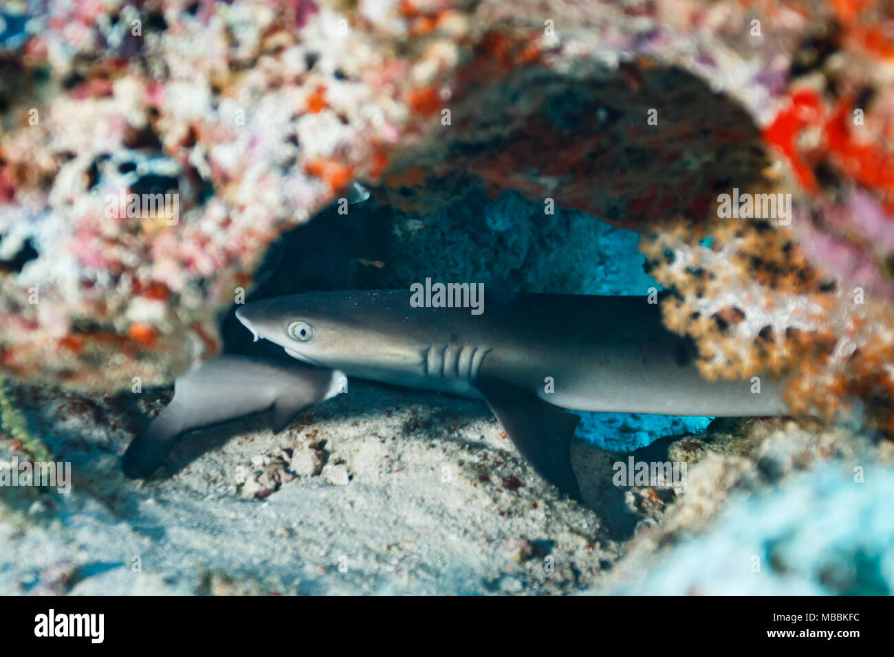 Baby reef shark hi-res stock photography and images - Alamy