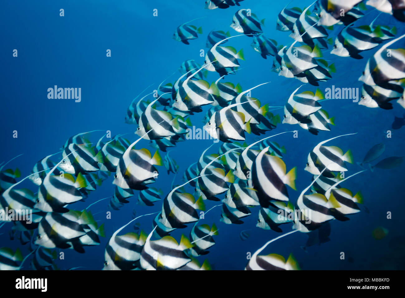 Banner fish hi-res stock photography and images - Alamy