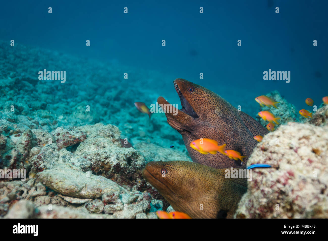 two spotted moray eels sharing a hole in the coral reef Stock Photo - Alamy