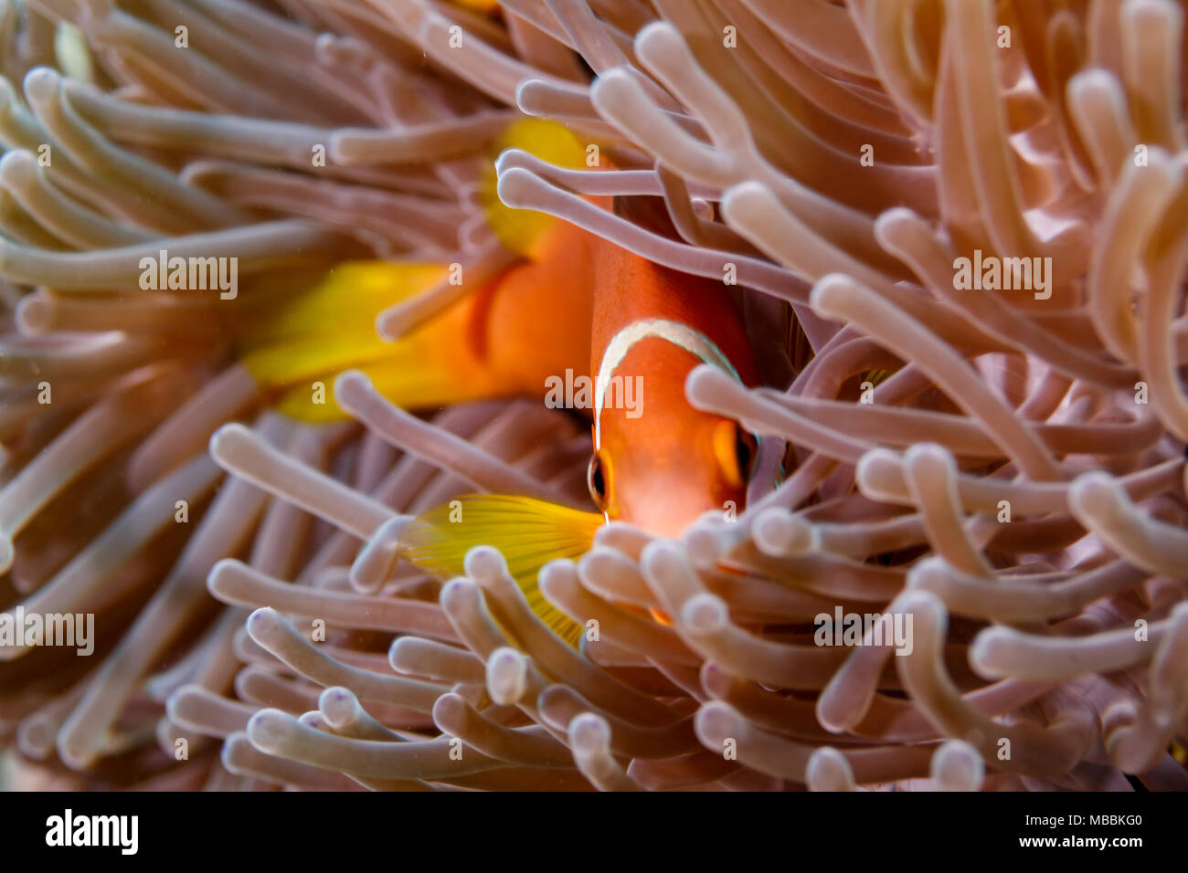 orange clownfish and an anemone fish, hiding in the tentacles of a sea ...