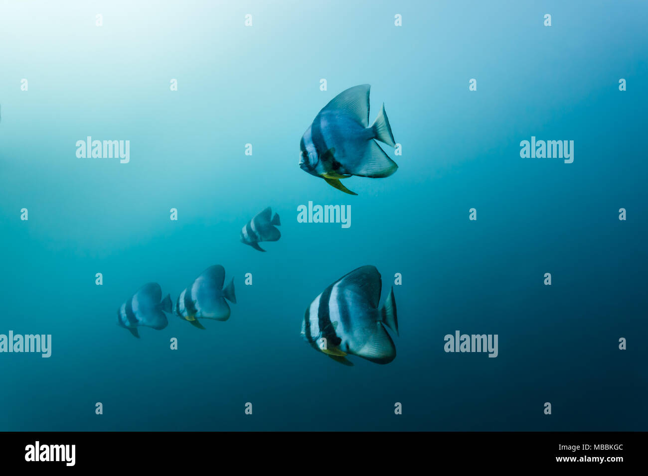 Group of black vertical striped fish swimming in blue ocean Stock Photo ...
