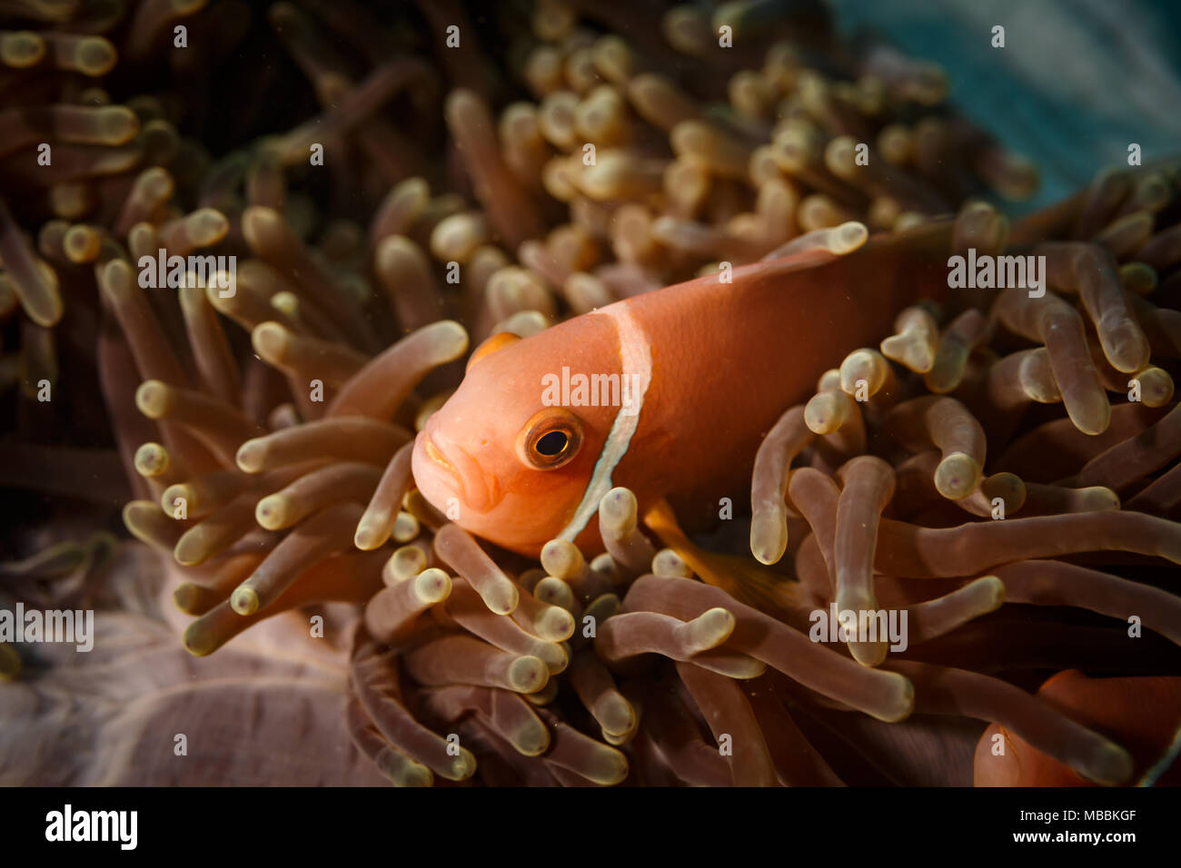 Orange sea anemone hi-res stock photography and images - Alamy