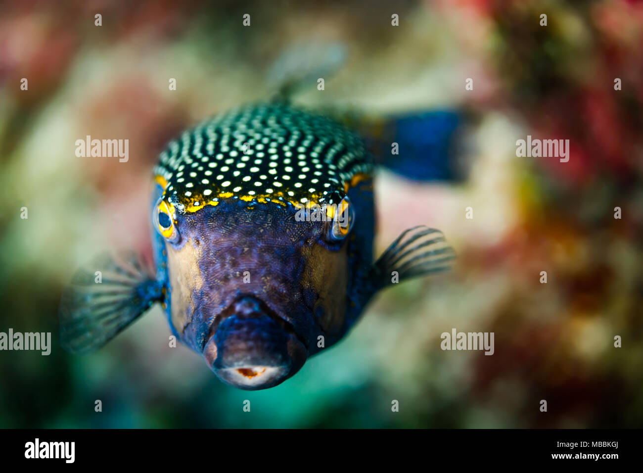 Puffer fish blue sea hi-res stock photography and images - Alamy