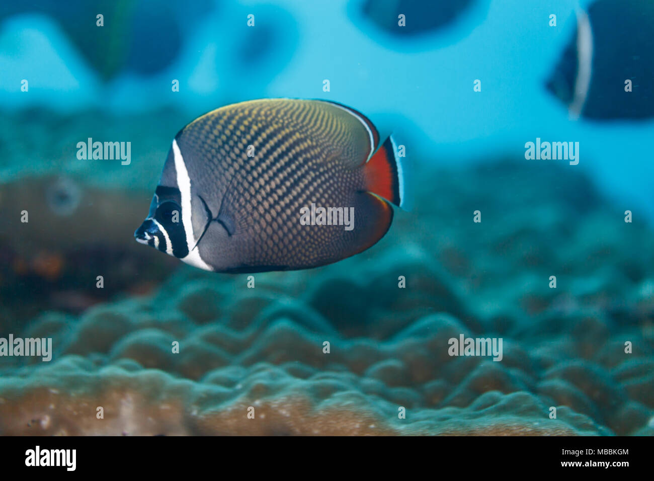 Chaetodon collare coral reef fish hi-res stock photography and images ...