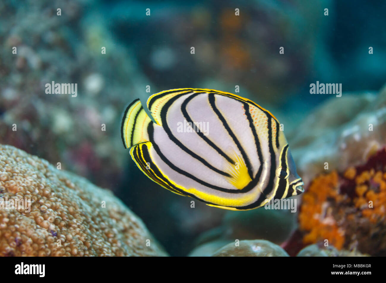 Black scrawled butterfly fish hi-res stock photography and images - Alamy
