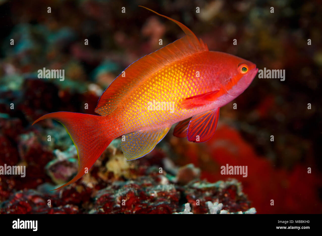 close up of orange Coral Cod , Cephalopholis miniata, fish swimming at ...