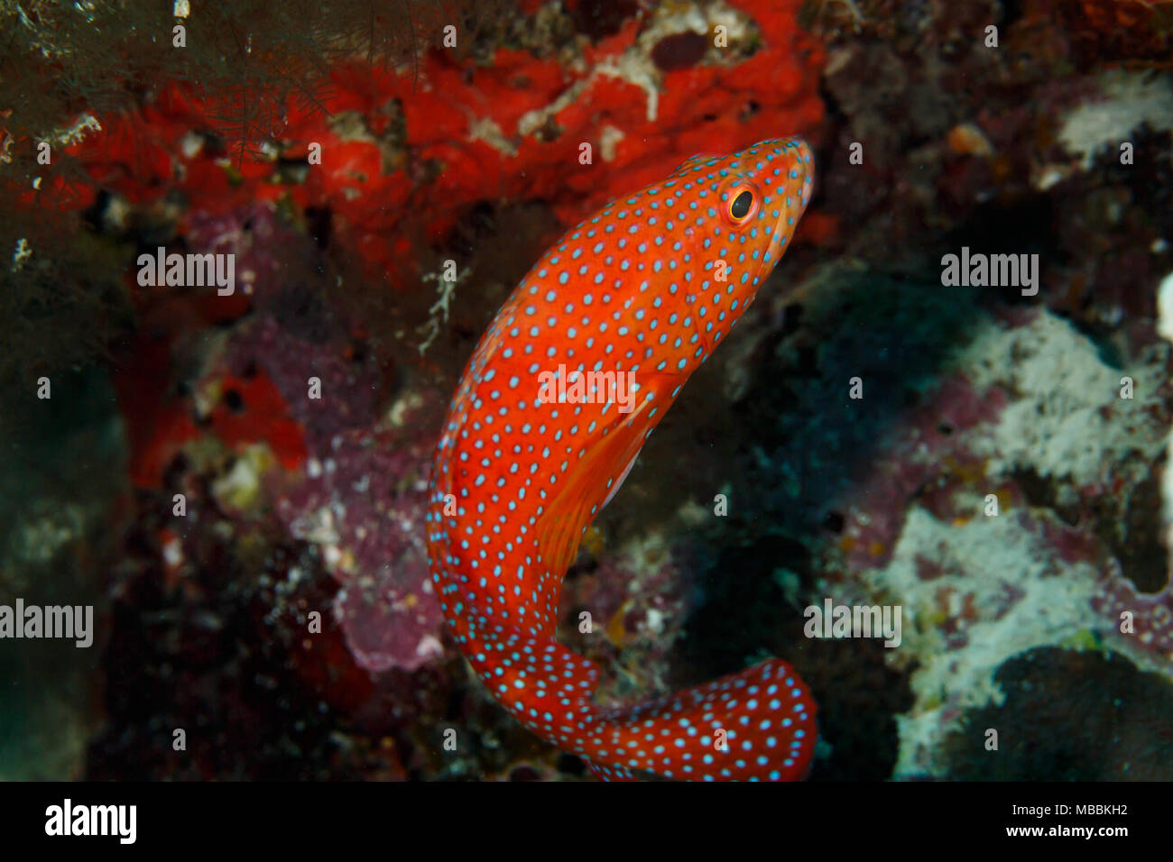 close up of Coral Cod , Cephalopholis miniata, fish Stock Photo - Alamy