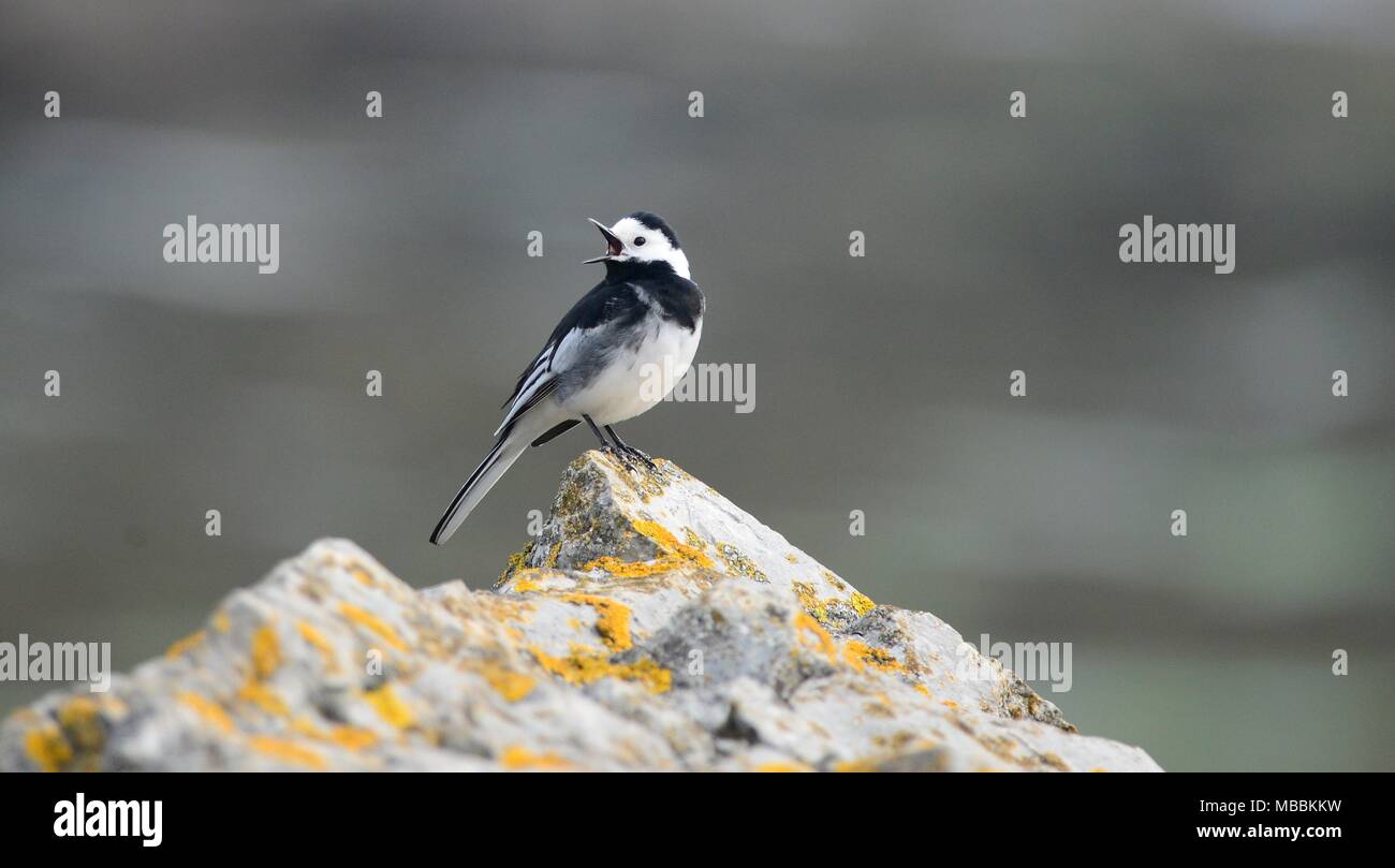 Yellow wagtails uk hi-res stock photography and images - Alamy