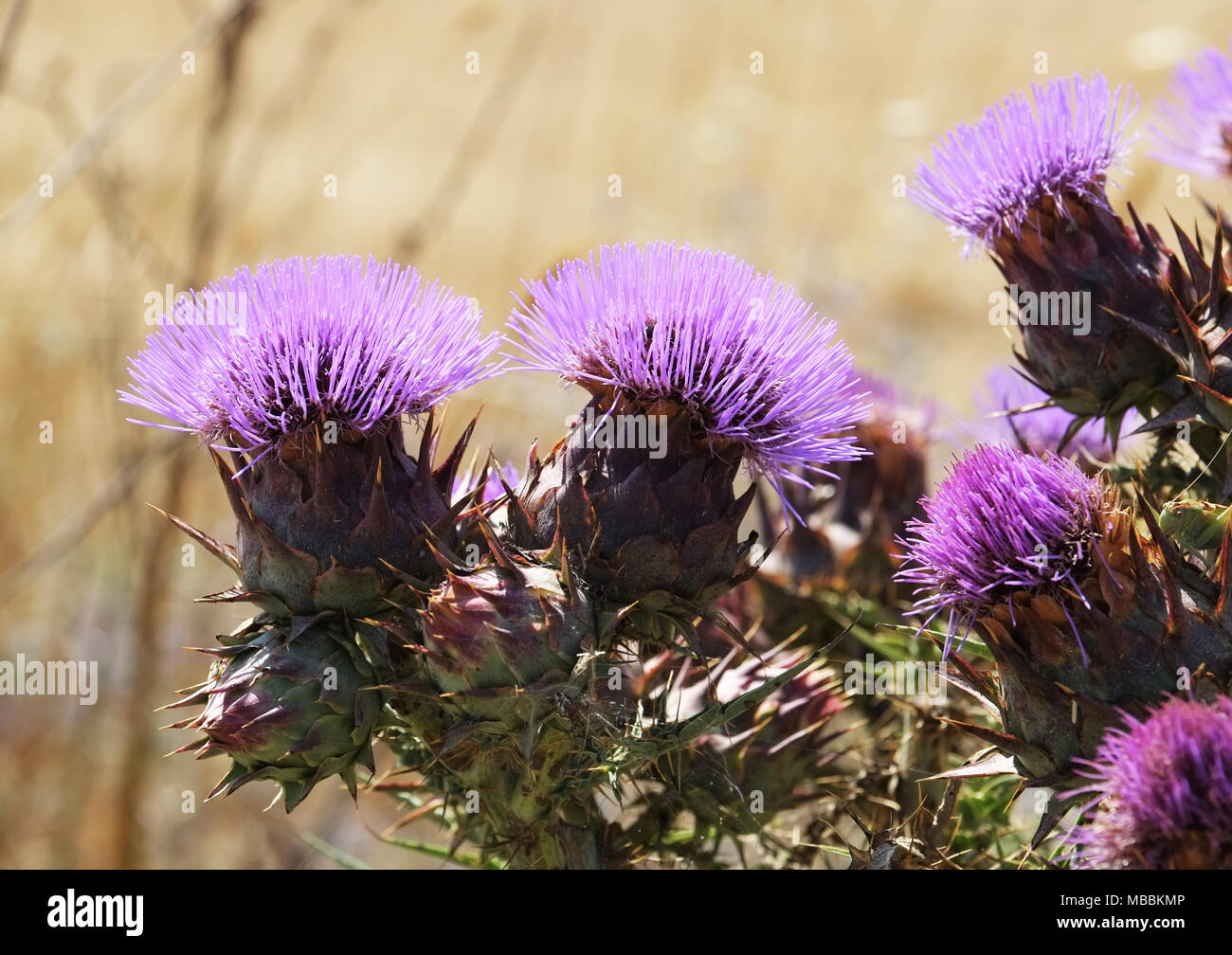 Silybum marianum hi-res stock photography and images - Alamy