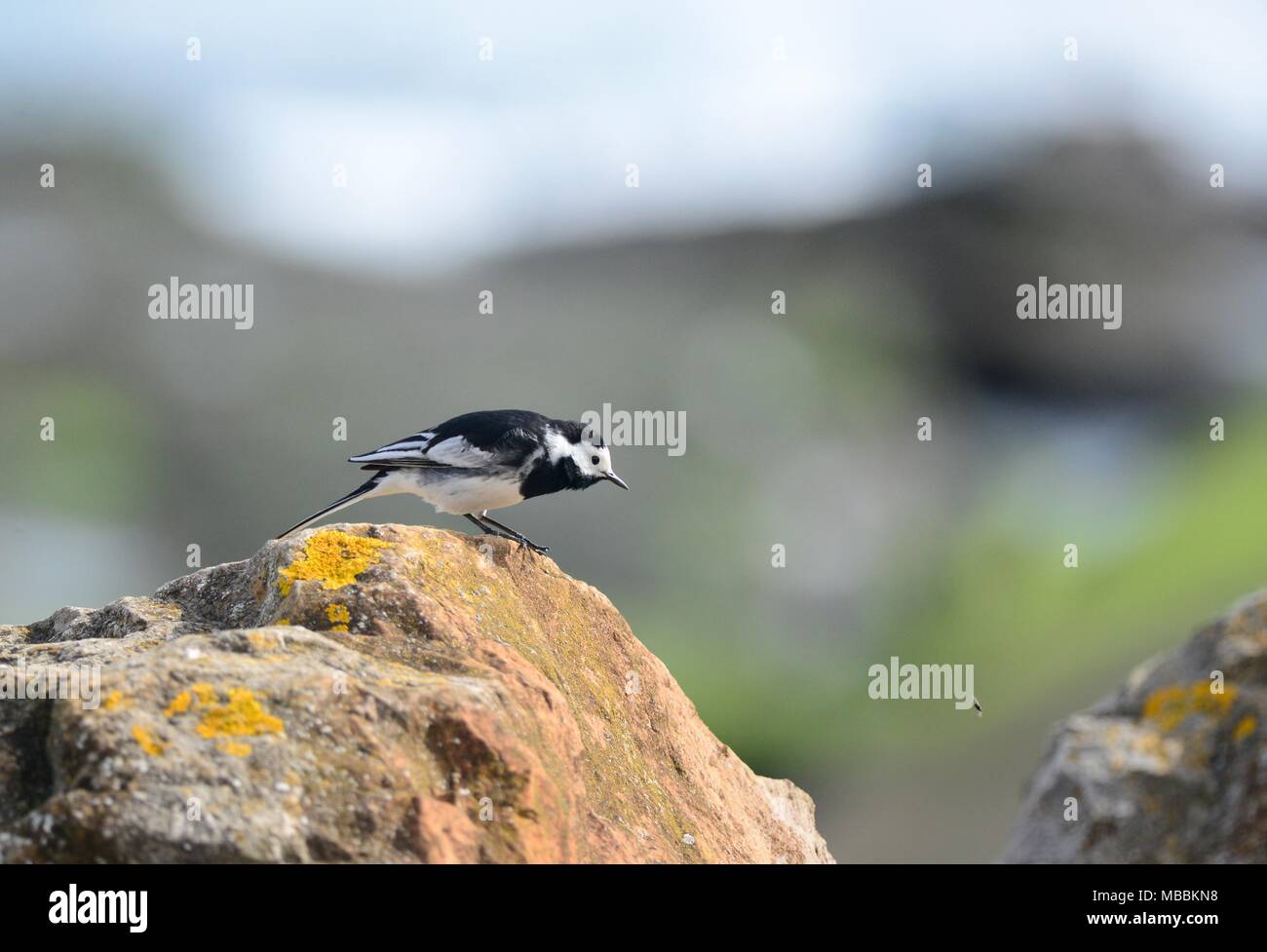 Yellow wagtails uk hi-res stock photography and images - Alamy